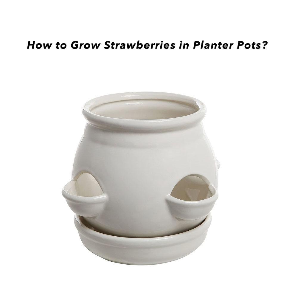 How to Grow Strawberries in Planter Pots?